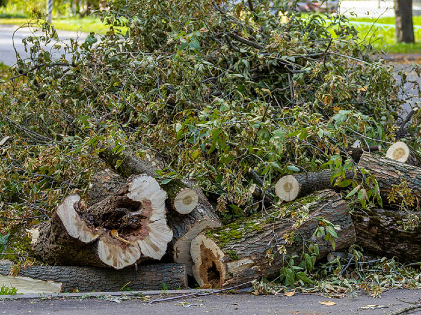 Storm Debris Removal, Brush Clean Up Service | Fernandina Beach, FL ...